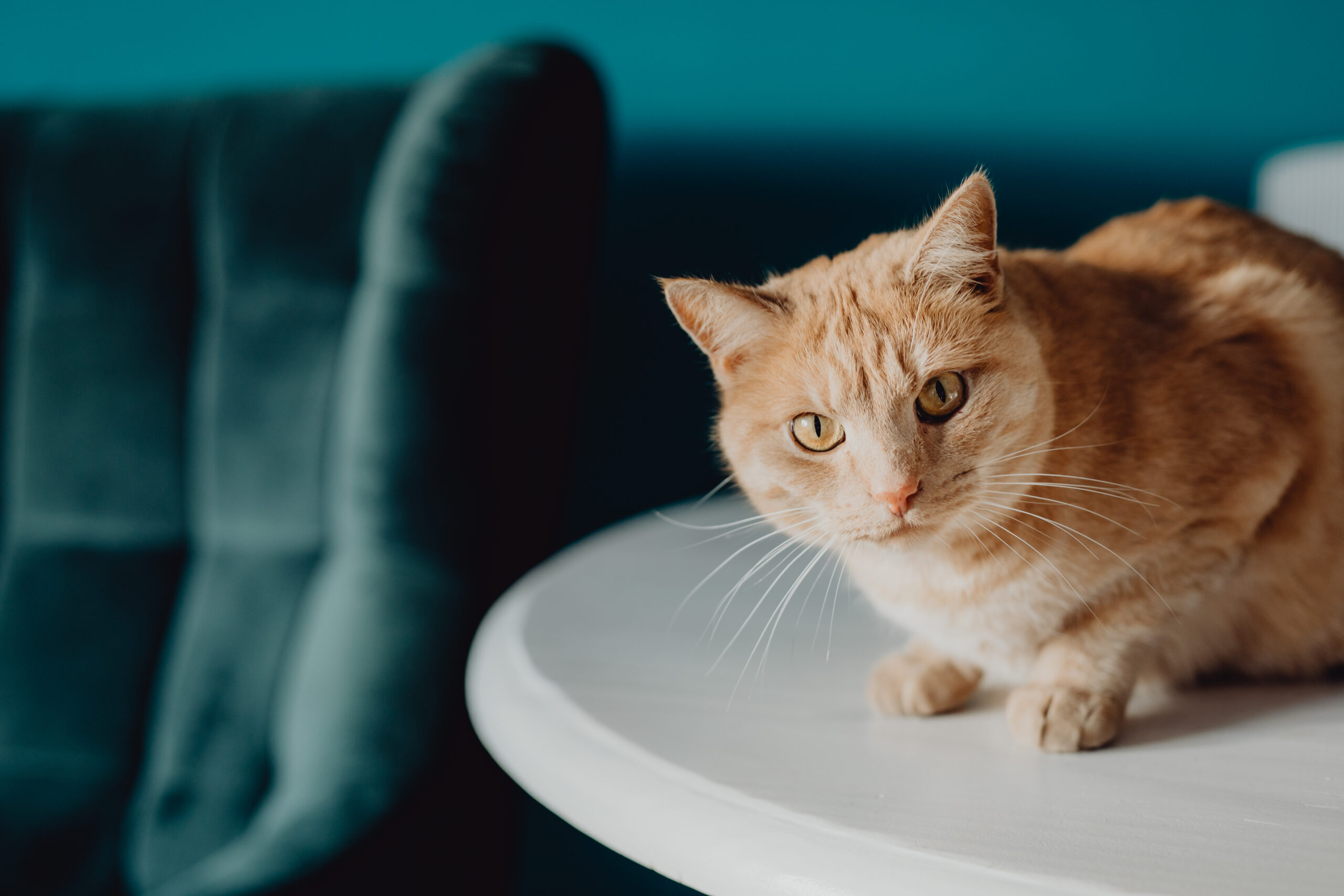 KAKOのプロフィール｜KAKOの部屋